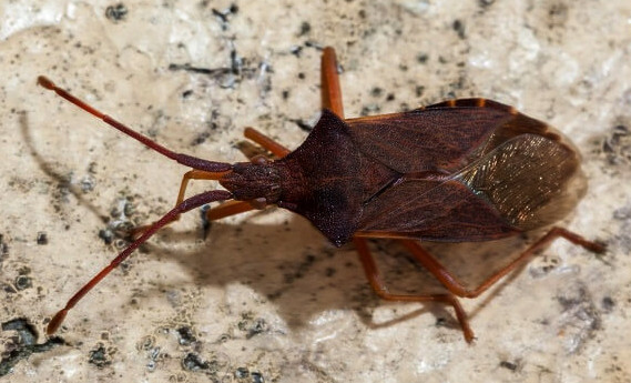 Conoce las plagas más peligrosas en invierno- Exit Max Sac